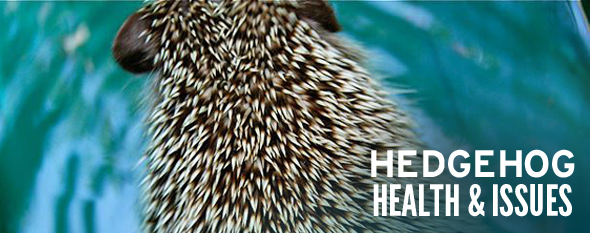 Hedgehog Health and Issues | Hedgehog Care 101